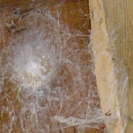 Araña Loxosceles sp - Ministerio de Salud Pública de Tucumán